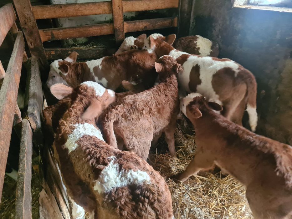 Vand vitei Apateu • OLX.ro