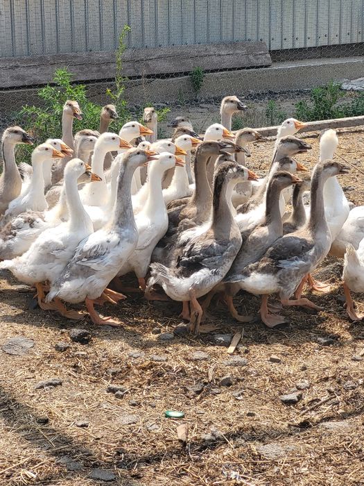 Boboci de gasca de 3 luni pret 80 lei buc Baldovinesti • OLX.ro