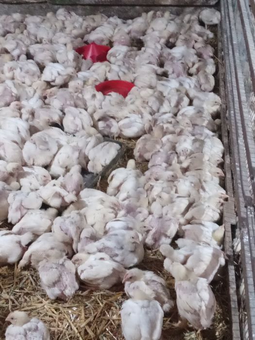 Pui albi,colorati,puicute ,boboci de rata și curcani Dragasani • OLX.ro