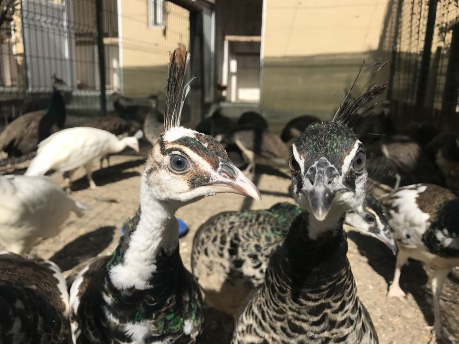 Vanzare Pauni standar și alte rase Curtea de Arges • OLX.ro