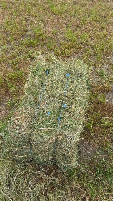 Vand baloti de fan Sanmihaiu Roman • OLX.ro