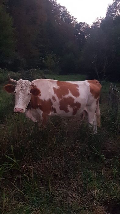 Vând vaci Balțată Românească Madrigesti • OLX.ro