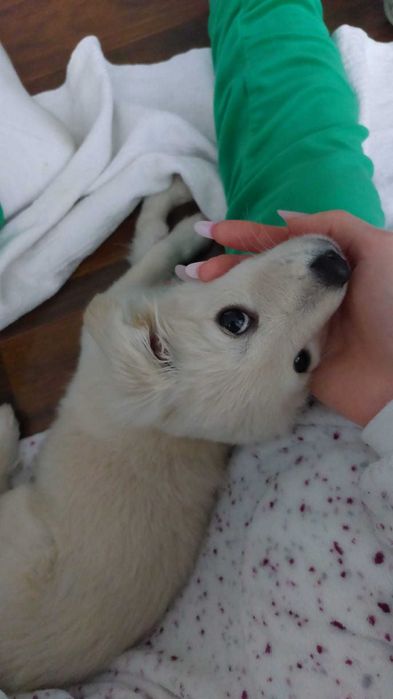 Adoptie pui catel talie mica Ilfov Popesti-Leordeni • OLX.ro