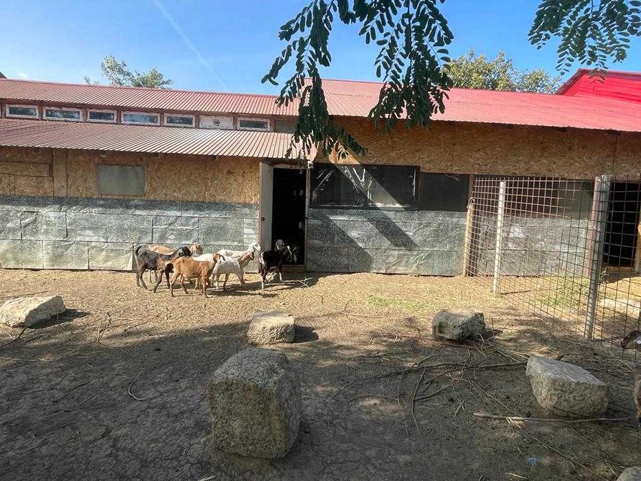 Vand capre boier/iedute/capre anglo-nubiene/metis si carpatin/iedute ...