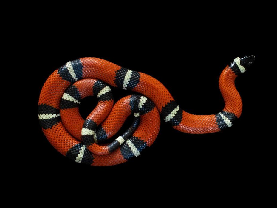 Reptile de vanzare/corn snake/ball python/milk snake, trimit in tara ...