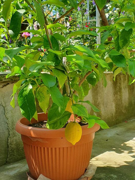 Vand doi lamai cu fructe si flori Oradea • OLX.ro