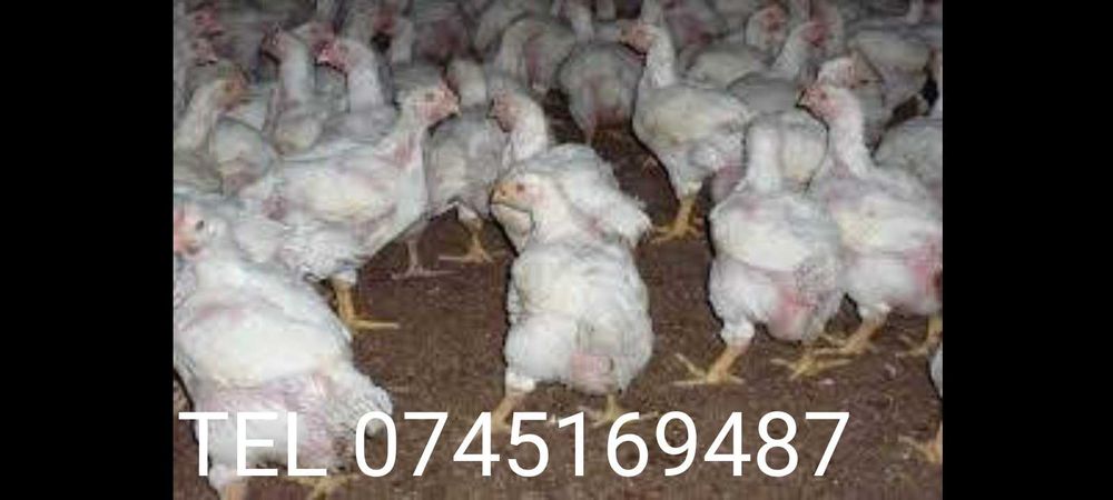 Vindem pui la 24 de zile :pui de carne ,curcani, puicute ouatoare ...
