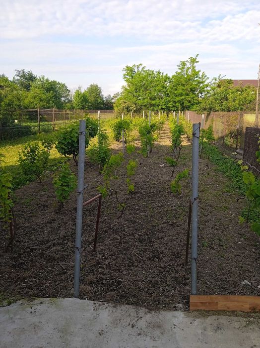 Casa vila +bucatarie vara de vanzare si teren cu vie si livada 1200 mp ...