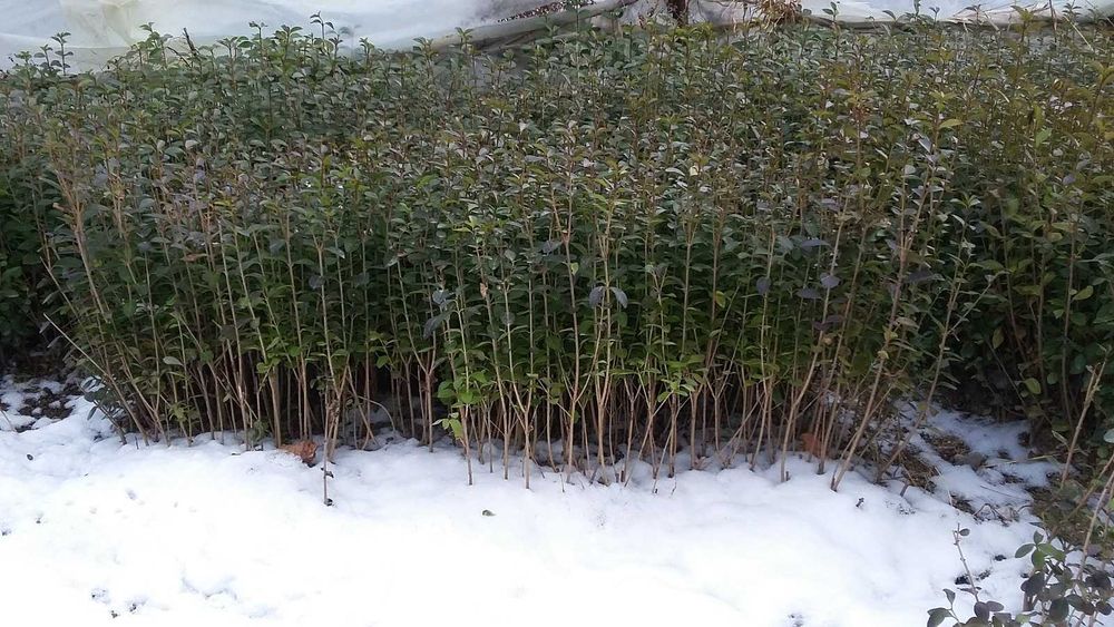 Gard viu crestere rapida Lemn Cainesc - Ligustrum Ovalifolium ...