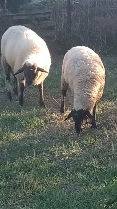 Vând două oi carabase și doi cârlani mieluța și un berbec!!! Lunca • OLX.ro