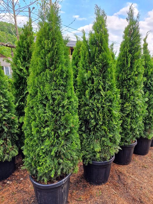 Tuia extra la ghiveci, occidentalis smarald, columnaris, leylandii Cluj ...
