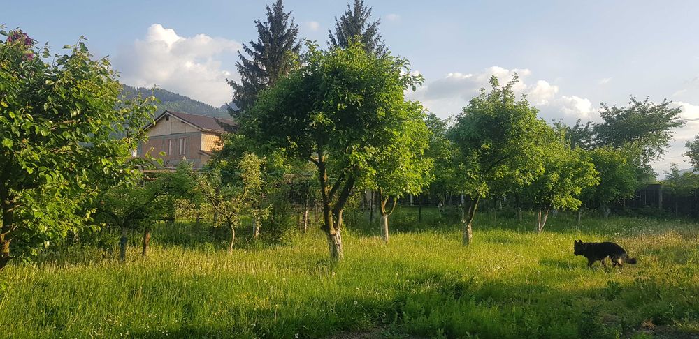 Casa, curte, livada Sacele • OLX.ro