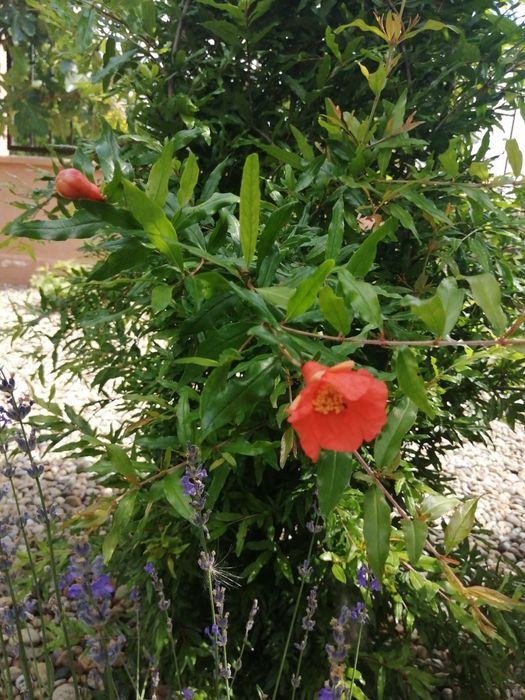 Vând butasi Paulownia, butasi kiwi, butasi smochin și butasi rodieri ...