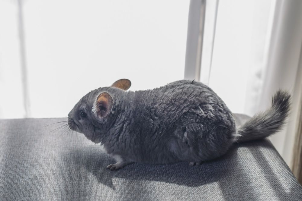 Chinchilla Violet Afro Black Pearl Vs. Black Velvet: What’s The