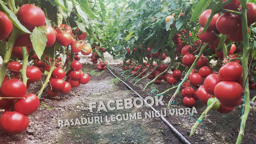 Rasaduri legume : Rasad rosii / tomate ardei castraveti vinete salata ...
