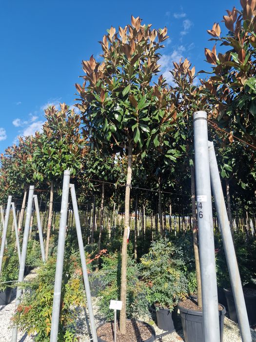 Vand magnolia grandiflora copac Oradea • OLX.ro