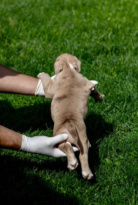 American Bully ABKC Ilfov Baneasa • OLX.ro