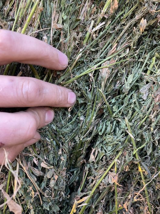 Baloti lucerna rotunzi Tepes Voda • OLX.ro