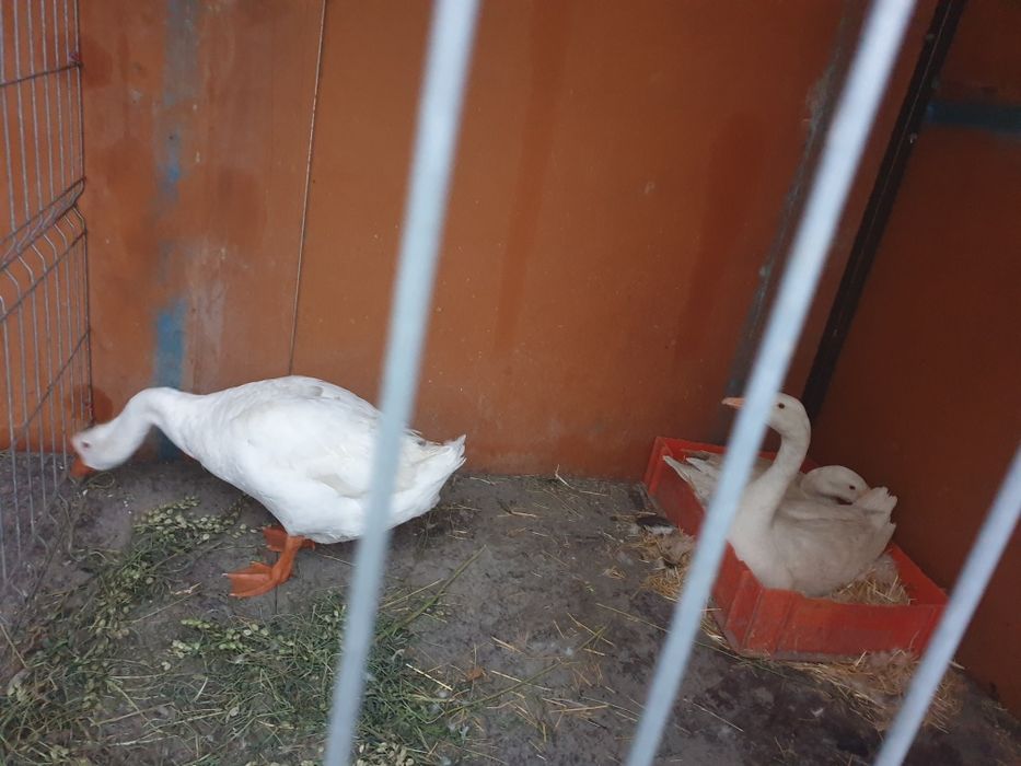 gaste de vanzare ' Anunturi ' OLX.ro