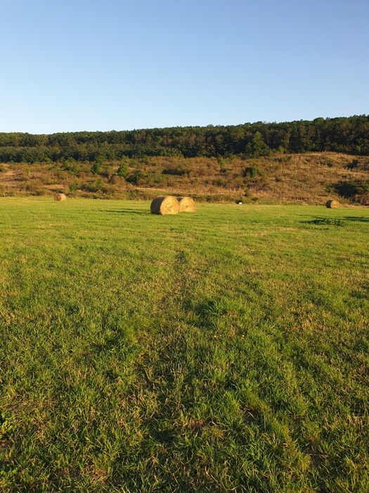 Vand baloti de fan Bacau • OLX.ro