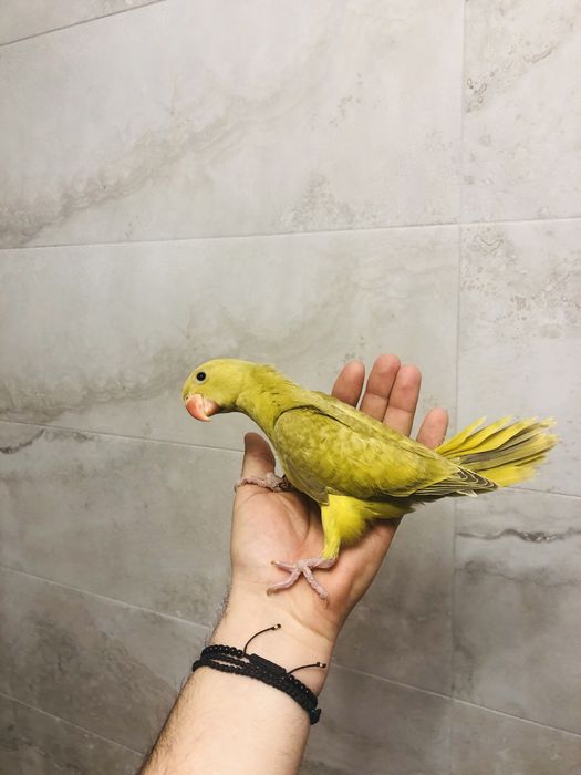 Papagali Micul Alexandru Alexander pui 2024 Otopeni • OLX.ro
