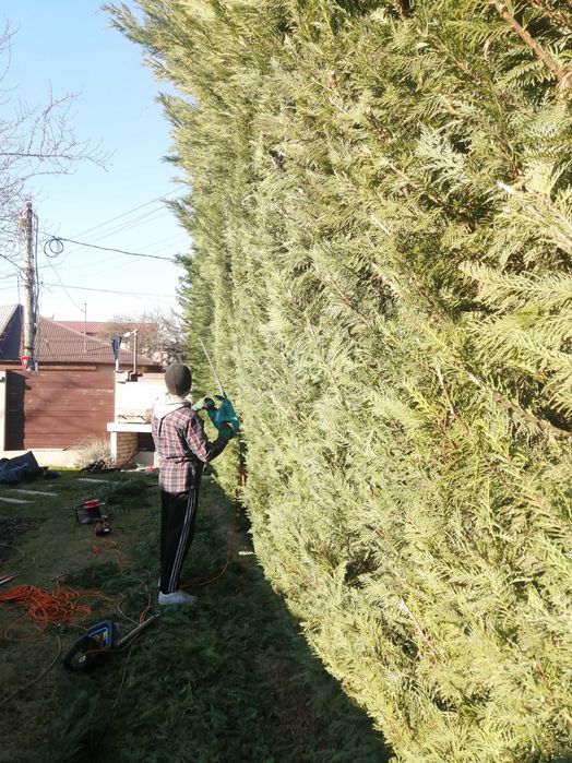 Taiere/Toaletare copac, copaci,pomi ,defrisare teren,Scoatere Radacina ...