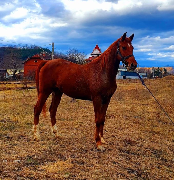 Cal iapa armasar pur sânge arab Darmanesti • OLX.ro
