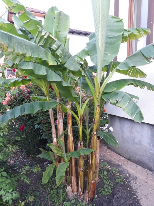 Vand lastari de bananier (banan) in ghiveci Timisoara • OLX.ro