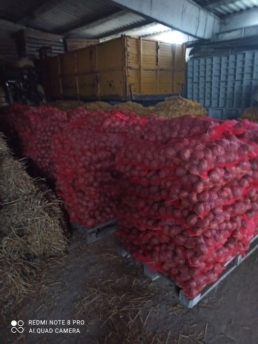 Cartofi consum Rosu si alb in saci de 10 kg Catalina • OLX.ro