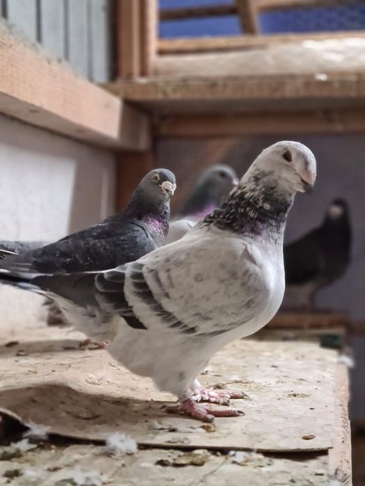 Porumbei standard romanesc Ramnicu Sarat • OLX.ro