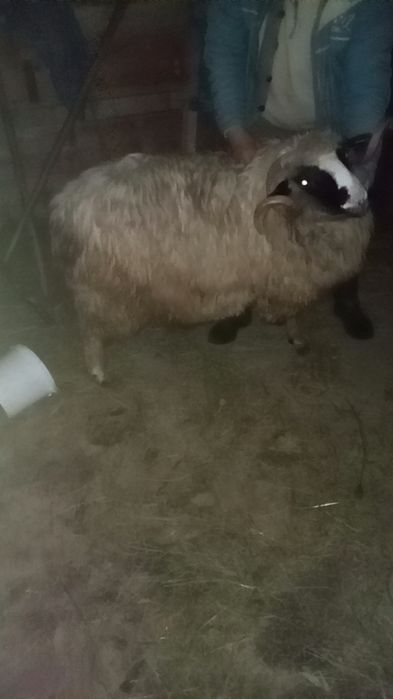 De vânzare berbec Rodna • OLX.ro