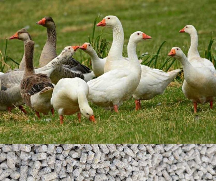 Furaje naturale granulate pentru pui, rate, gaste si curcani! Iasi • OLX.ro