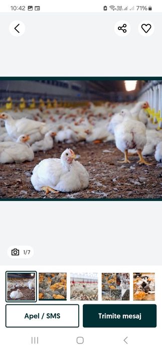 Pui de carne și rasa mixta Popoveni • OLX.ro