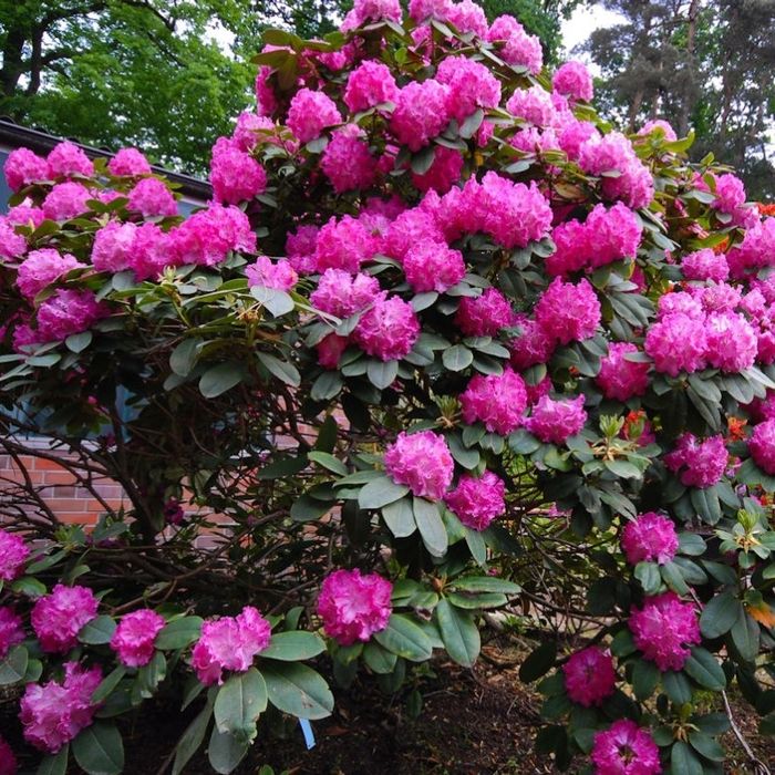 Vand rhododendron , azalee, bujori de munte Cluj-Napoca • OLX.ro