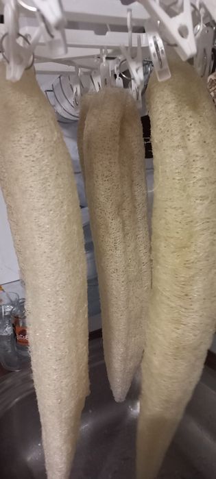 Seminte de lufa/ Burete vegetal Maraseni • OLX.ro