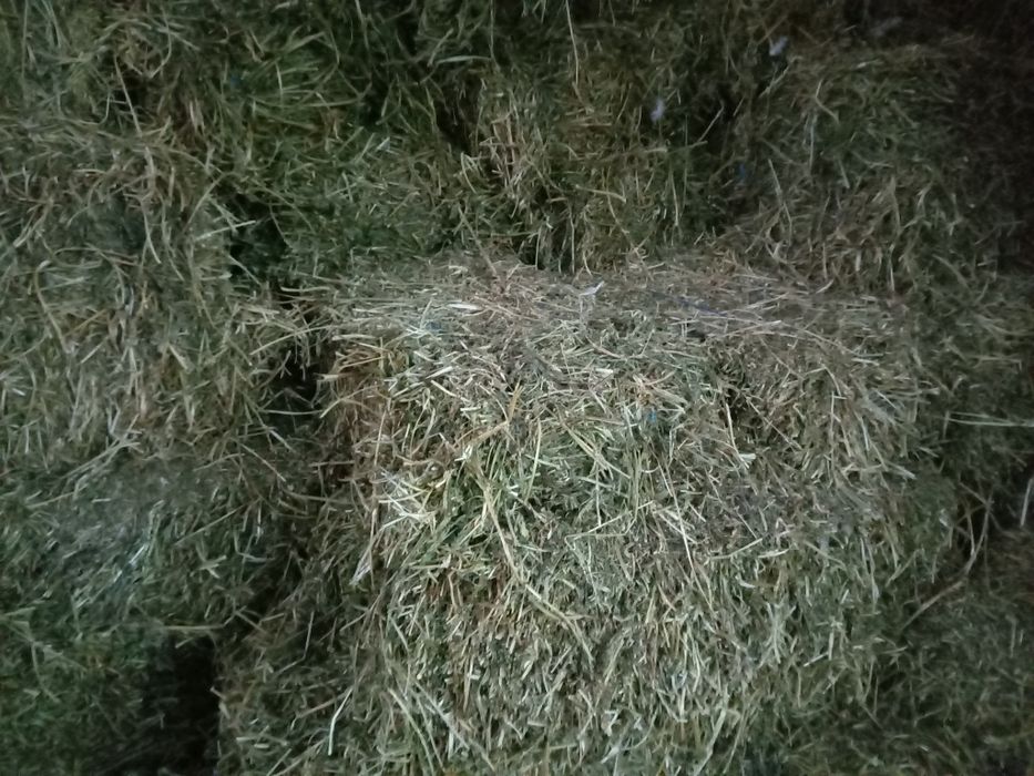 Vând baloti de lucernă Batos • OLX.ro