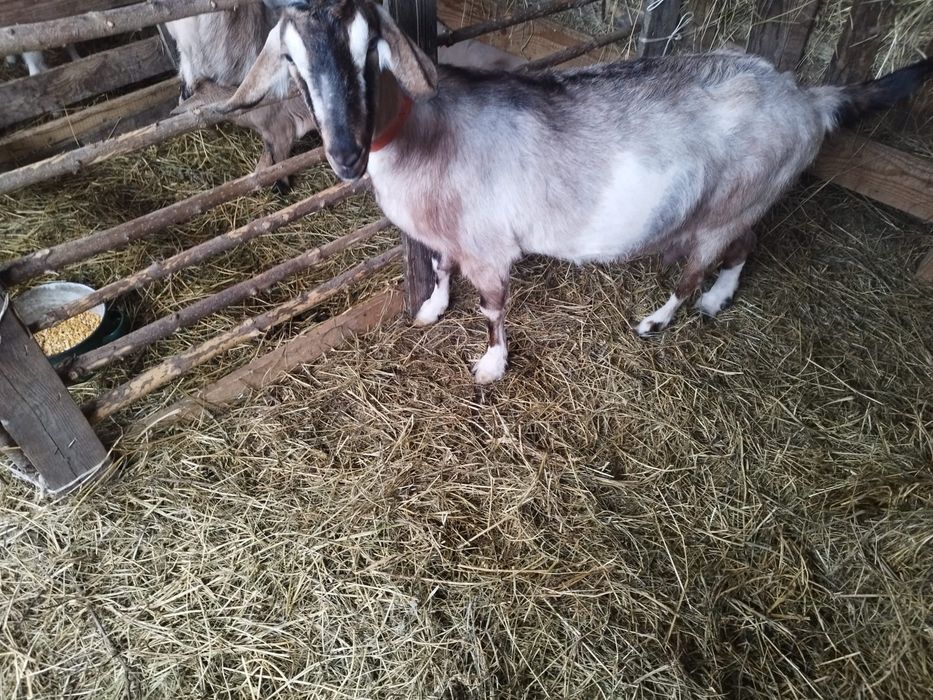 Vand capra metis de anglonubian cu alpina franceza Nadab • OLX.ro