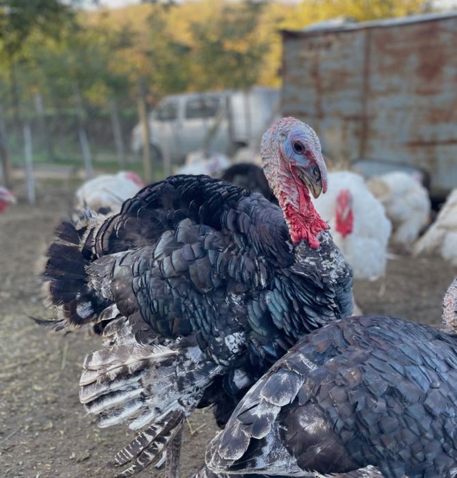 Vand curci si curcani Cornetu • OLX.ro