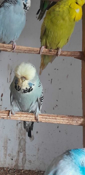 Perusii standard ,hagoromo,normali Tulcea • OLX.ro