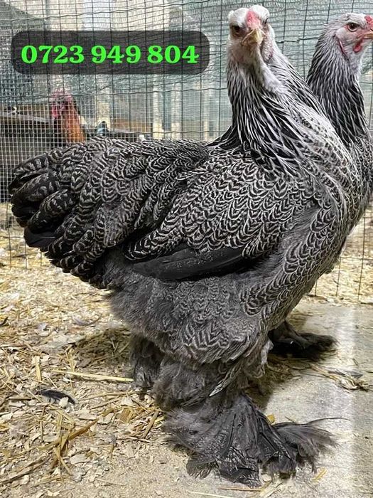 Pui de gaina pui de rasa pui de o zi oua incubat Barat Bresse Brahma ...