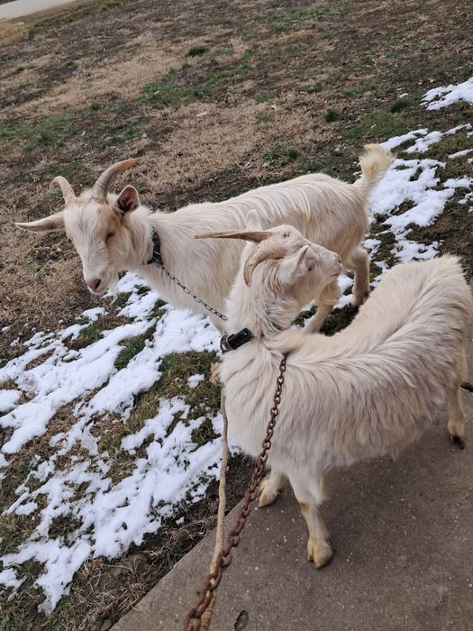 Vind 3 capre tinere .doua sunt dea fata mai tirziu una are doua mielut Biled • OLX.ro