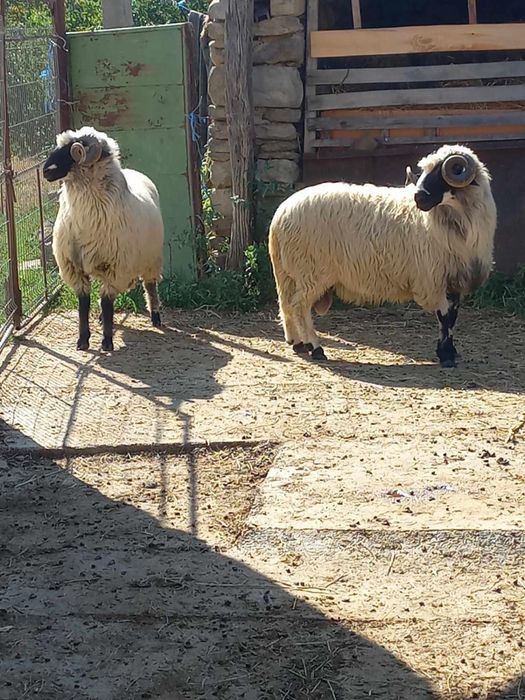 Vand doi berbeci Serel • OLX.ro