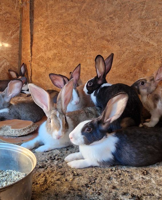 Iepuri hycole iepuri Galati • OLX.ro