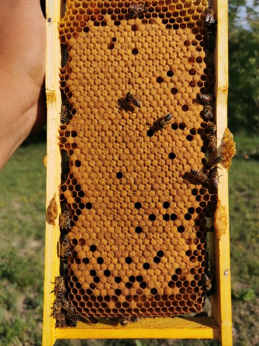 Regine (matci imperecheate) selectionate - sezon 2024 Apahida • OLX.ro