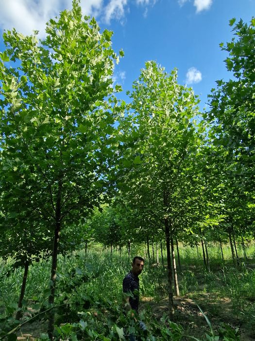 Tei mirositori copaci si puieti Jupiter • OLX.ro