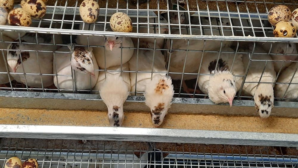 Prepelite de vanzare de la 1 zi la 8 saptamani cele mai bune preturi ...