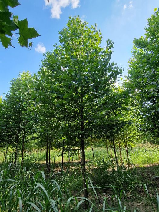 Tei mirositori copaci si puieti Jupiter • OLX.ro