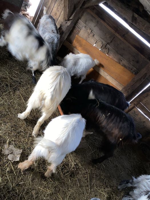 capre de lapte mures Mures - Anunturi gratuite