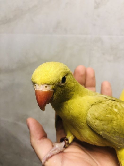 Papagali Micul Alexandru Alexander pui 2024 Otopeni • OLX.ro