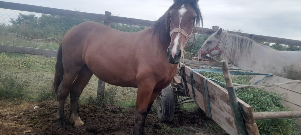 Vând ipa și maza Fonau • OLX.ro